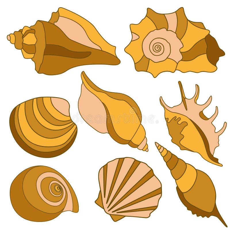 Conch Shells Stock Illustrations – 3,996 Conch Shells Stock ...