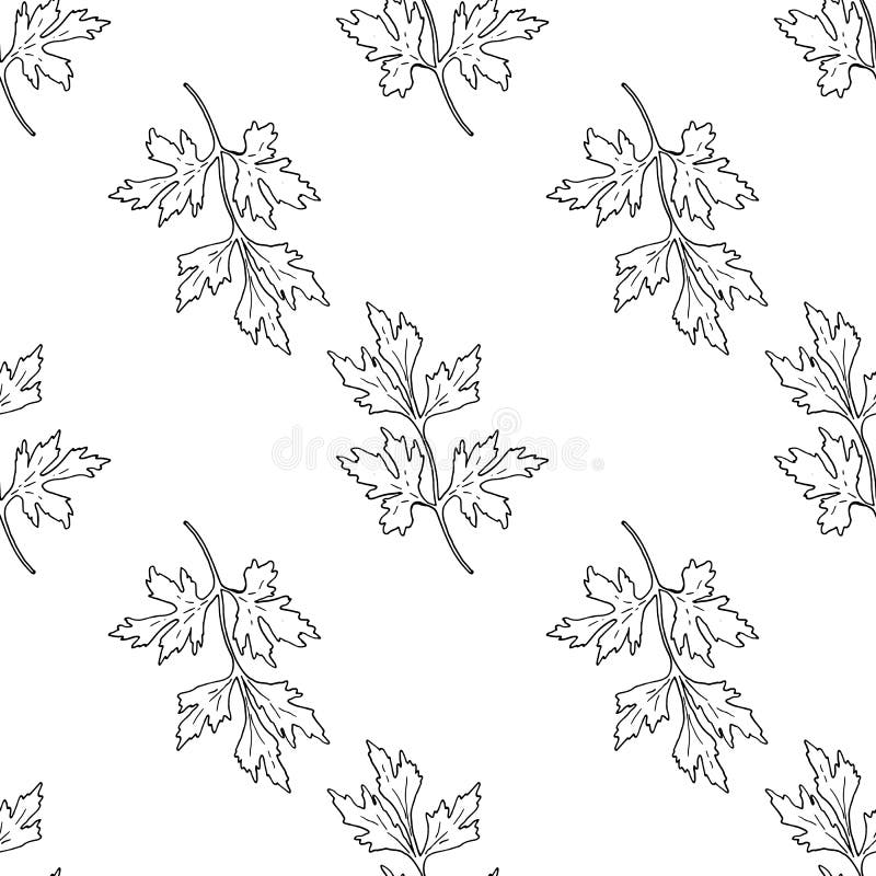 Seamless Parsley Pattern, Vector Stock Vector - Illustration of ...
