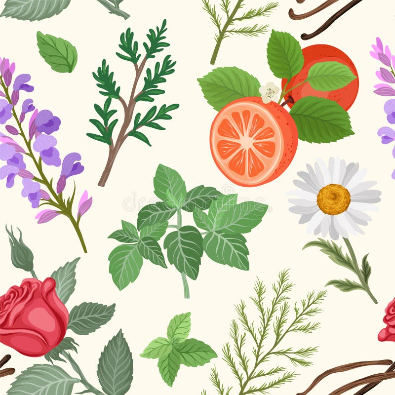 Seamless Pattern with Aromatic Ingredients Including Chamomile, Rose, Mint, Rose Stock Image ...