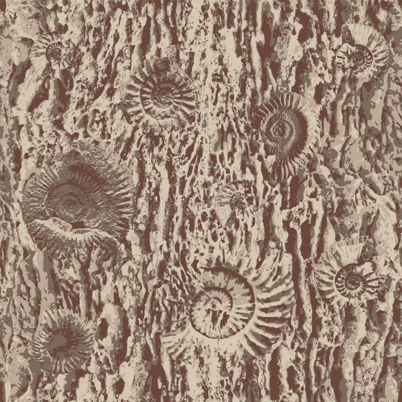 Background Sea Shell Surface Texture Stock Illustrations – 742 ...