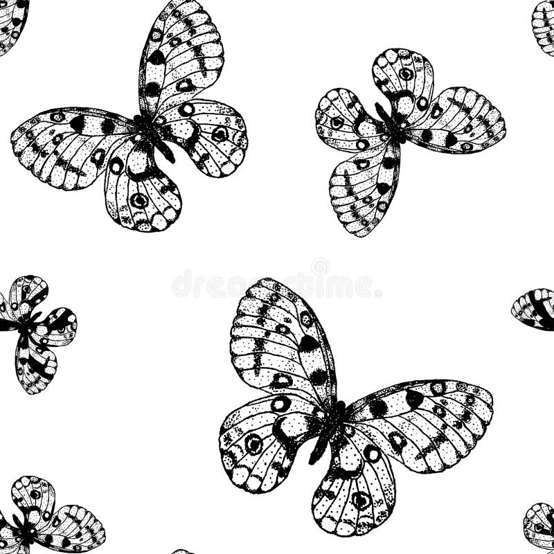 Butterfly Parnassius Apollonius. Stock Illustration - Illustration of ...