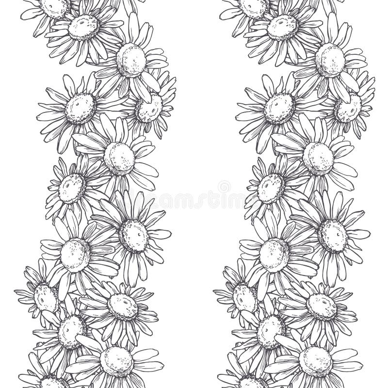 Vector Seamless Pattern with Chamomile Flowers in Engraving Style. Hand ...