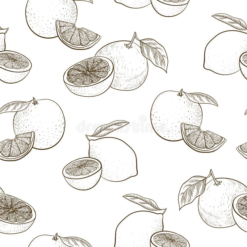Vector Seamless Pattern with Drawing Citrus Fruit Stock Illustration ...