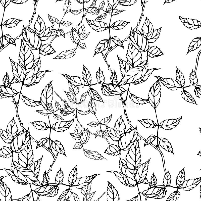 Vector Seamless Pattern With Hand Drawing Black And White Leaves Stock