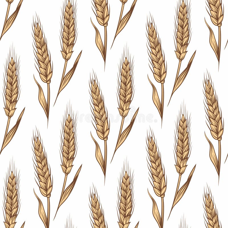 Vector Seamless Pattern with Hand Drawn Agriculture Wheat, Cereal Ears ...