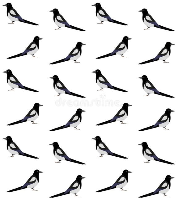 Vector Seamless Pattern of Hand Drawn Magpie Bird Stock Illustration ...