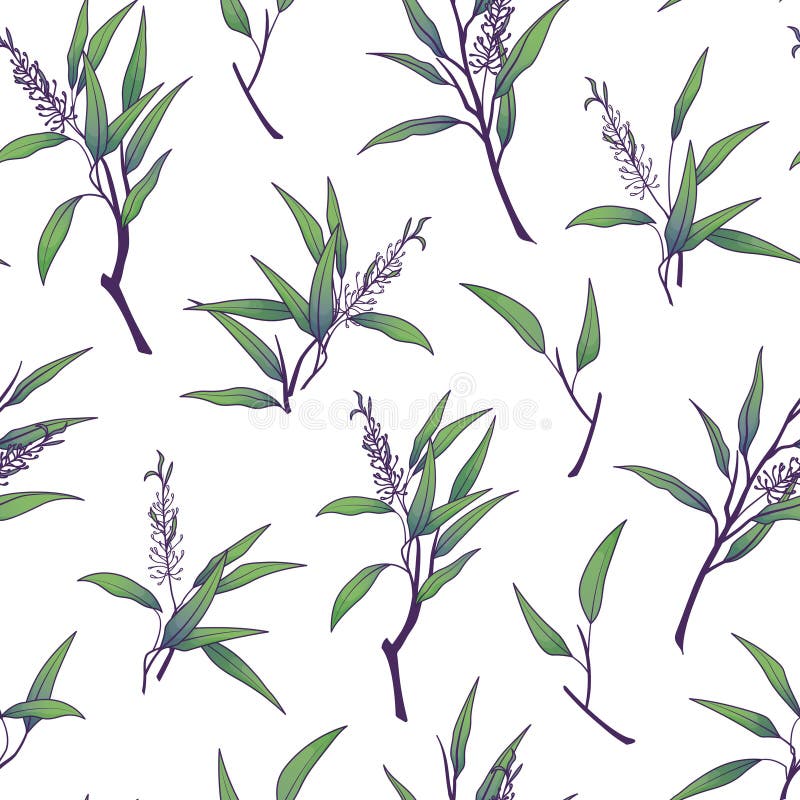 Vector Seamless Pattern with Illustration of Tea Tree Leaves Isolated ...