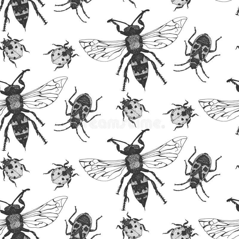 Firebug Drawing Stock Illustrations – 95 Firebug Drawing Stock ...