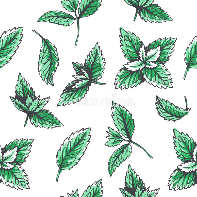 Vector Seamless Pattern with Mint Leaves. Botanical Hand Drawn I Stock ...