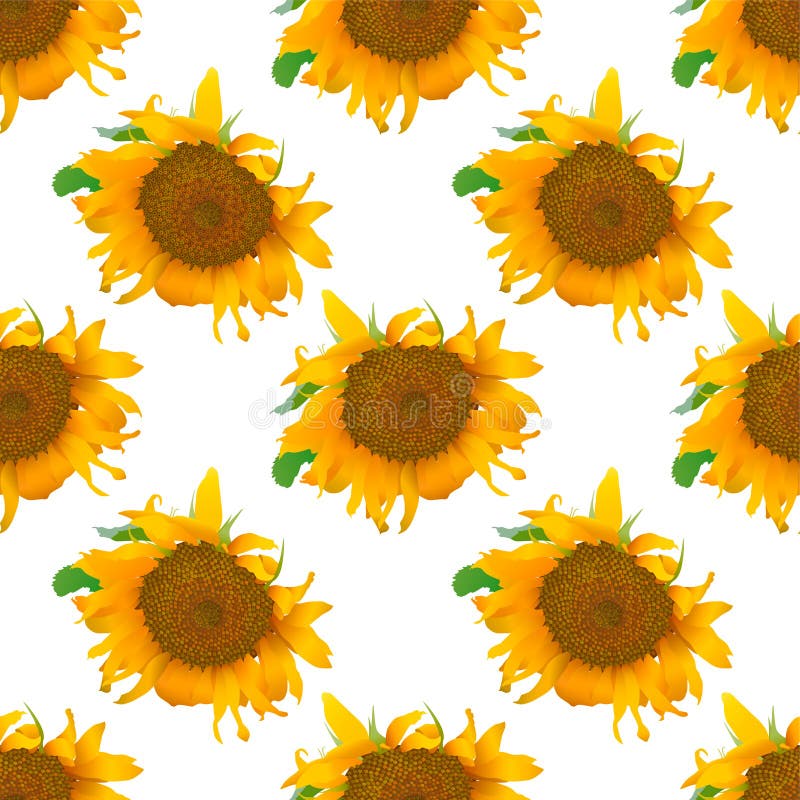 Realistic Sunflowers Stock Illustrations – 911 Realistic Sunflowers ...
