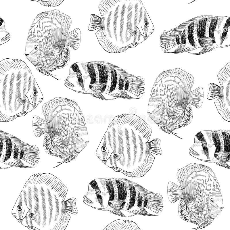 Vector seamless pattern stock vector. Illustration of graphic - 293781078