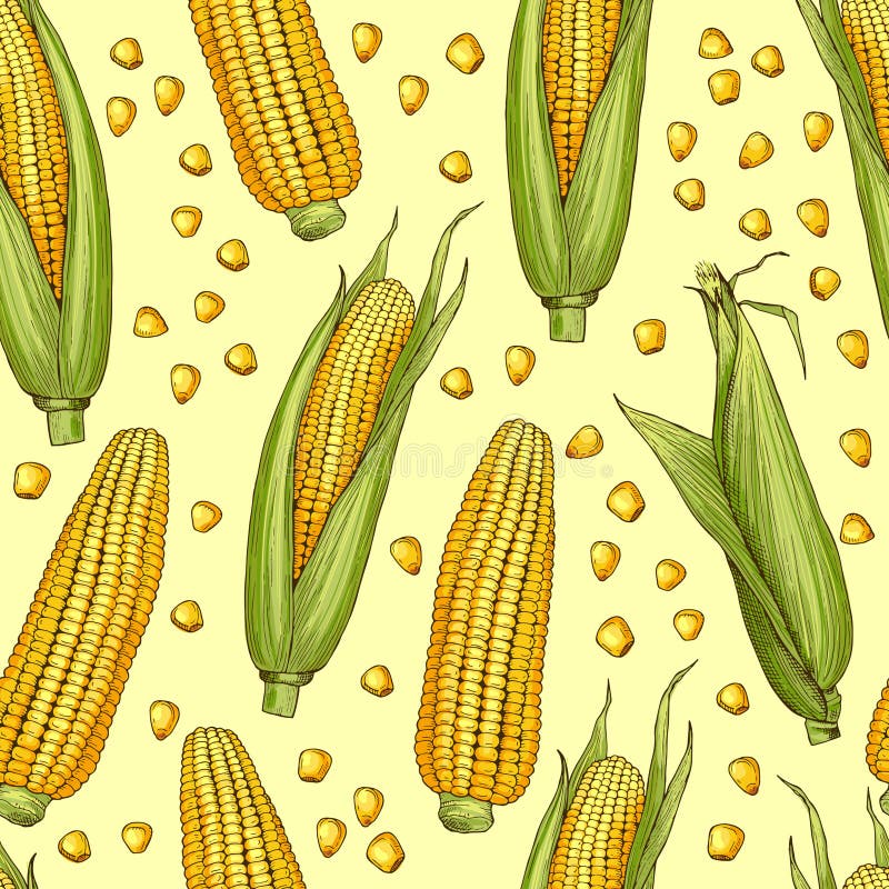 Vector Seamless Patterns with Illustration of Corn Stock Vector ...