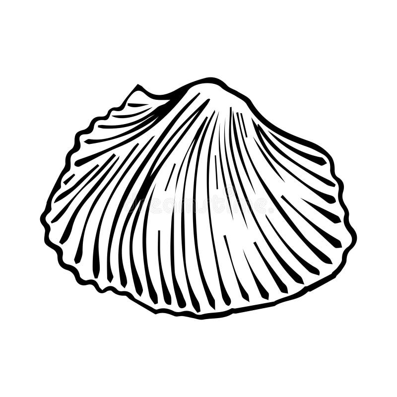 Scallop Sea Shell, Sketch Style Vector Illustration Isolated on White ...
