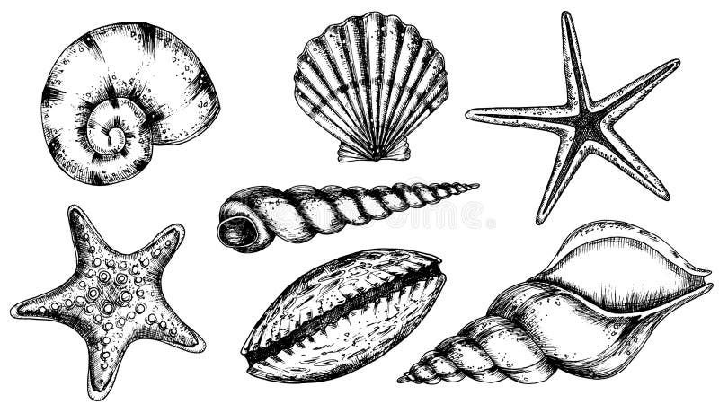 Vector Seashells Set. Hand Drawn Illustration of Sea Shells on Isolated ...