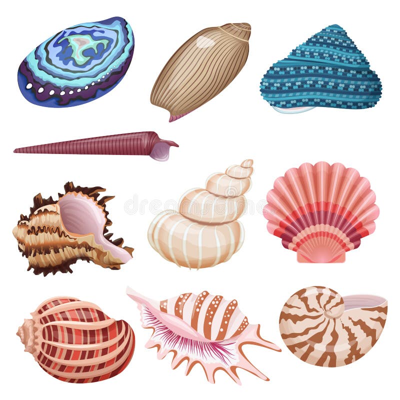Vector seashells Set stock vector. Illustration of food - 135795524