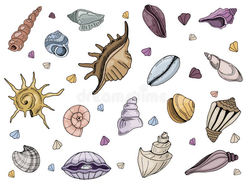 Vector seashells Set stock vector. Illustration of food - 135795524