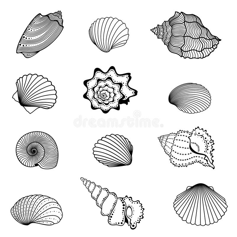 Vector Set of Abstract, Decorative, Outline Seashells in Black Color ...
