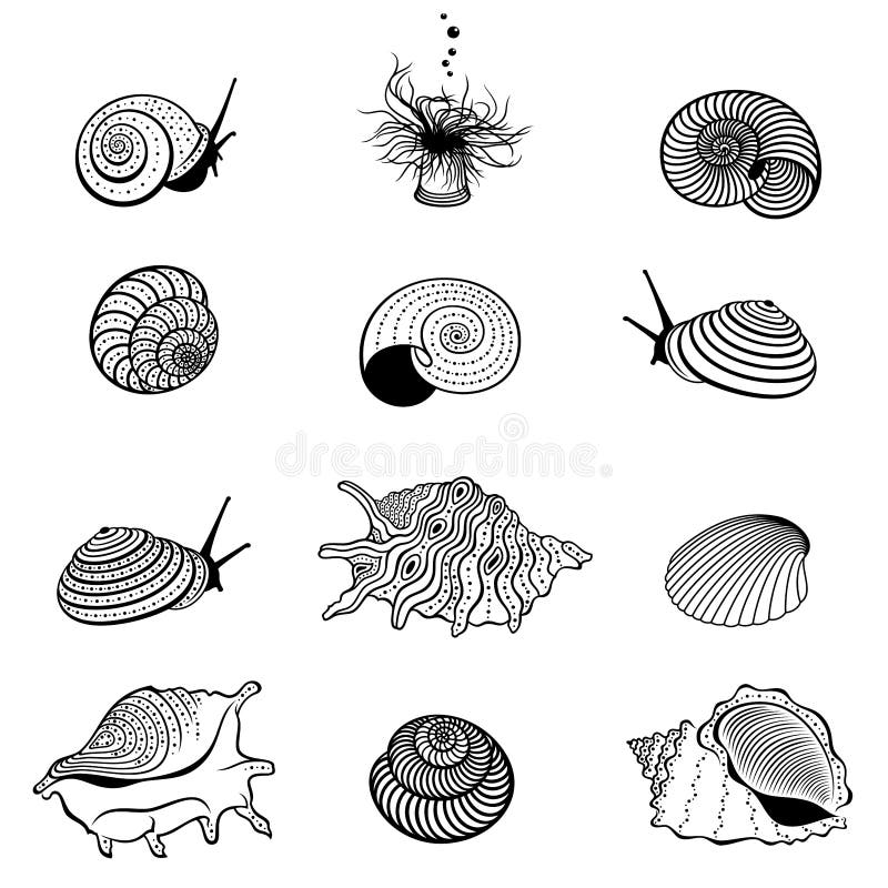 Vector Set of Abstract, Decorative, Outline Seashells and Snails in ...