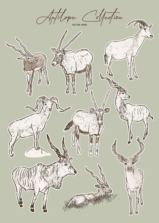 Eland Head Stock Illustrations – 21 Eland Head Stock Illustrations ...