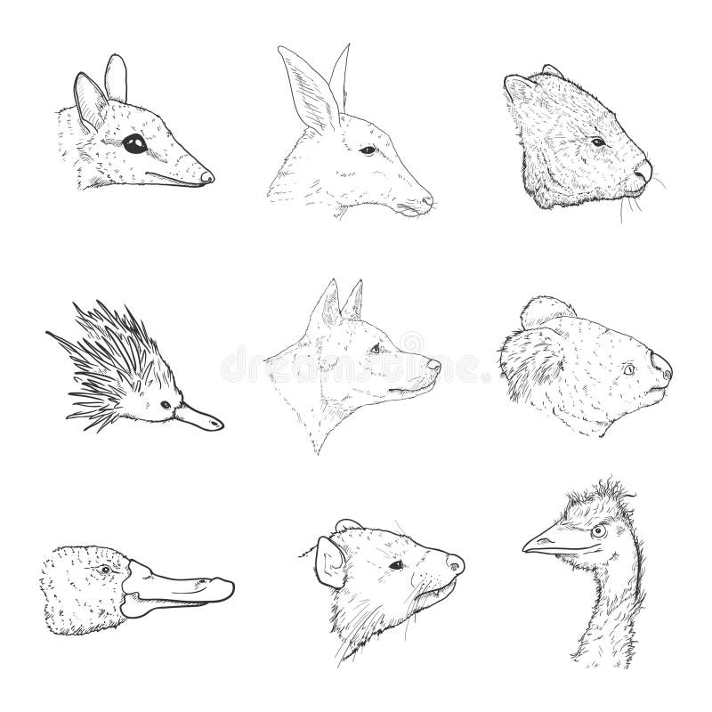 Set of Australian Animals Heads Sketch Illustrations Stock Vector ...