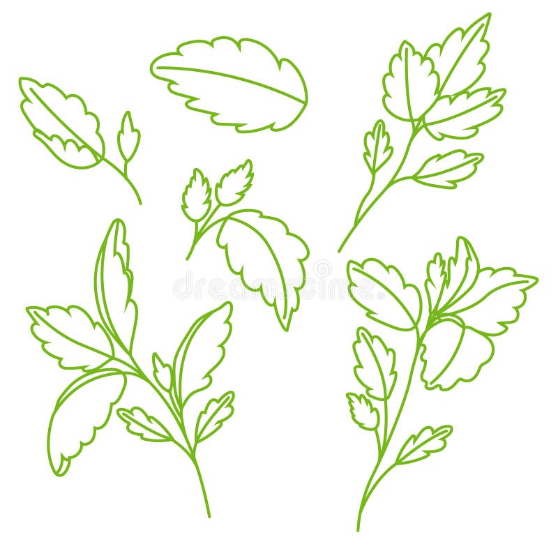 Vector Set of Basil Branches and Leaves in Doodle Style. Vegetarianism ...