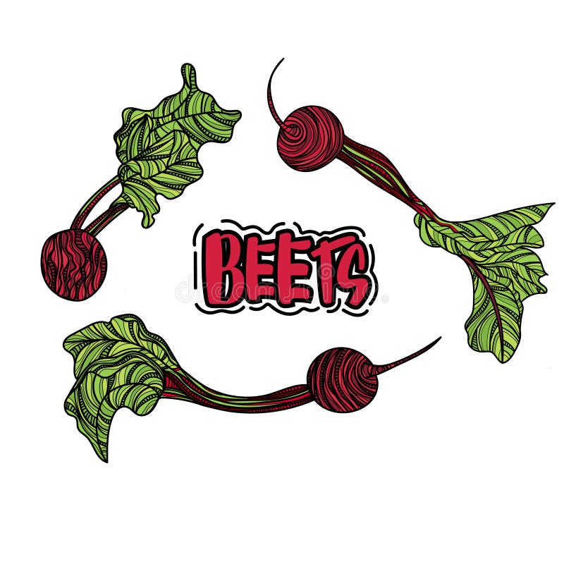 Vector set with beets. stock vector. Illustration of beetroot - 102737309