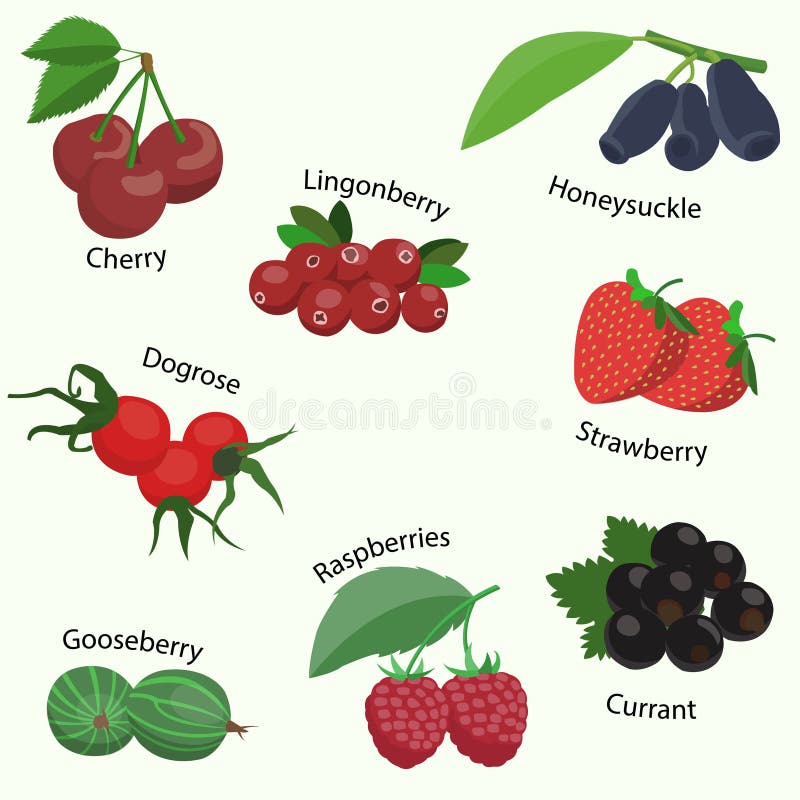 Vector set of berries stock vector. Illustration of fresh - 97819039
