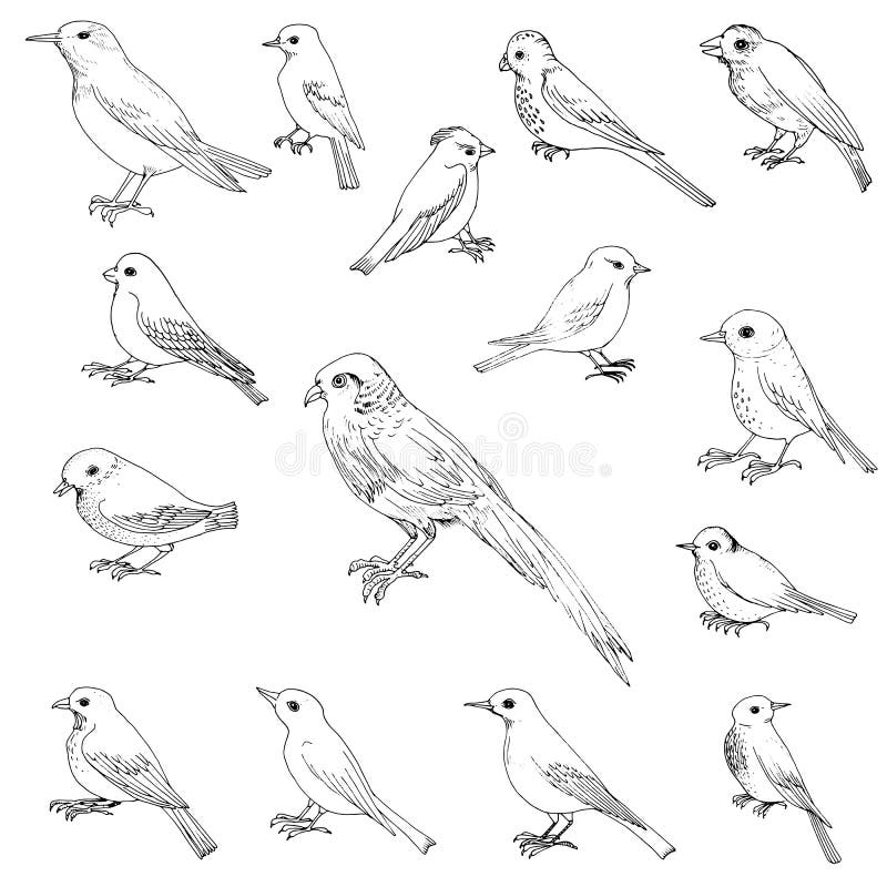 Songbirds Vector Stock Illustrations – 386 Songbirds Vector Stock ...
