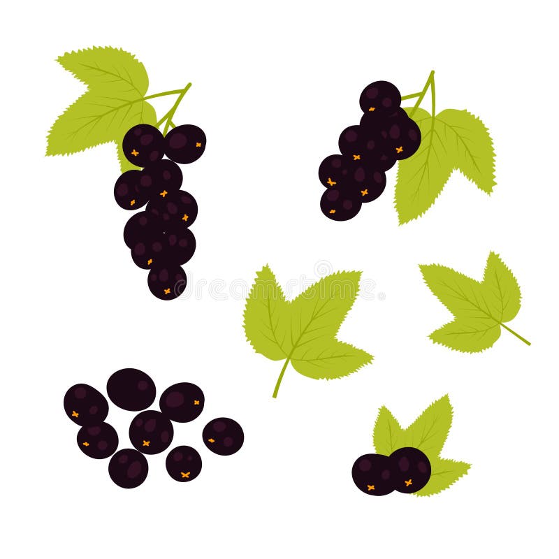Black Currants Stock Illustrations – 693 Black Currants Stock ...
