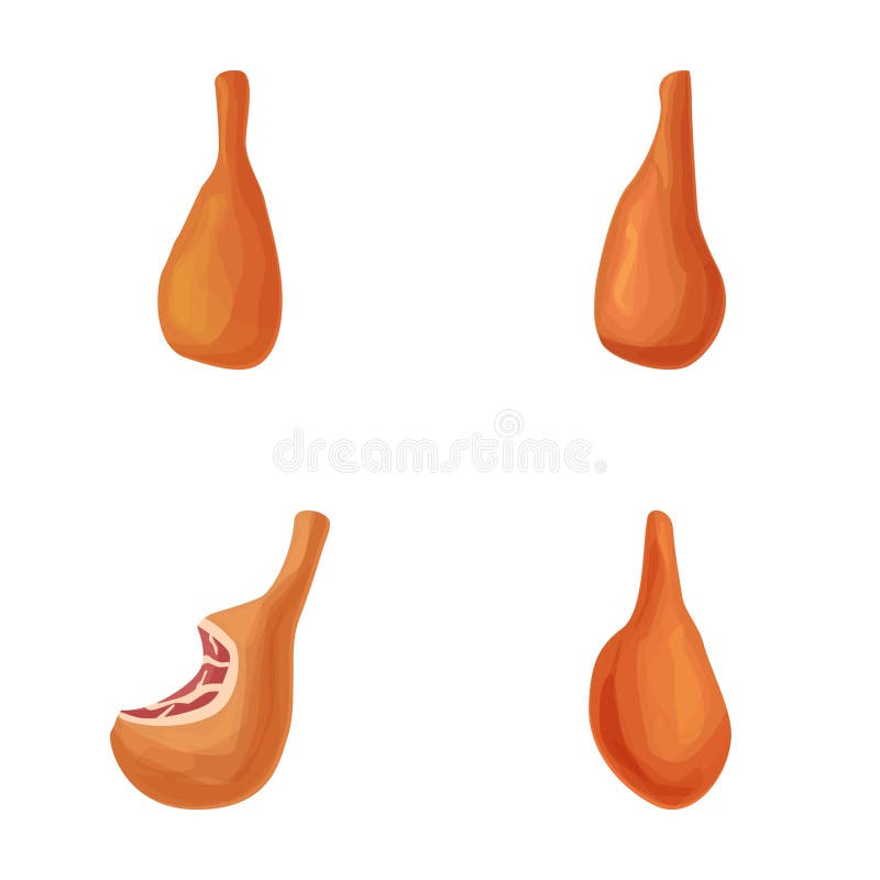 Vector Set of Butternut Squash Illustrations Stock Vector ...