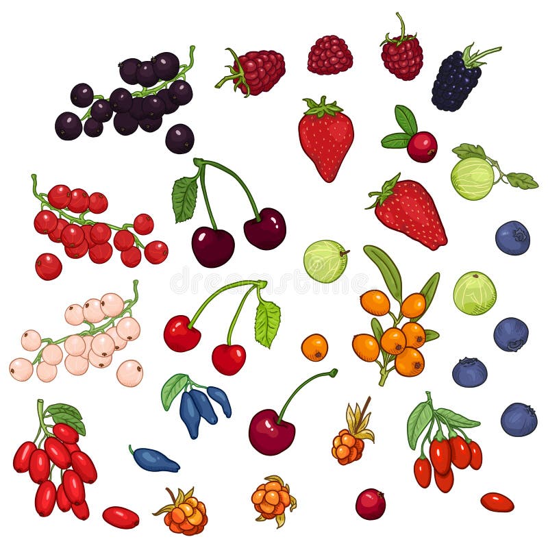 Vector Set of Cartoon Berries Stock Vector - Illustration of cooking ...