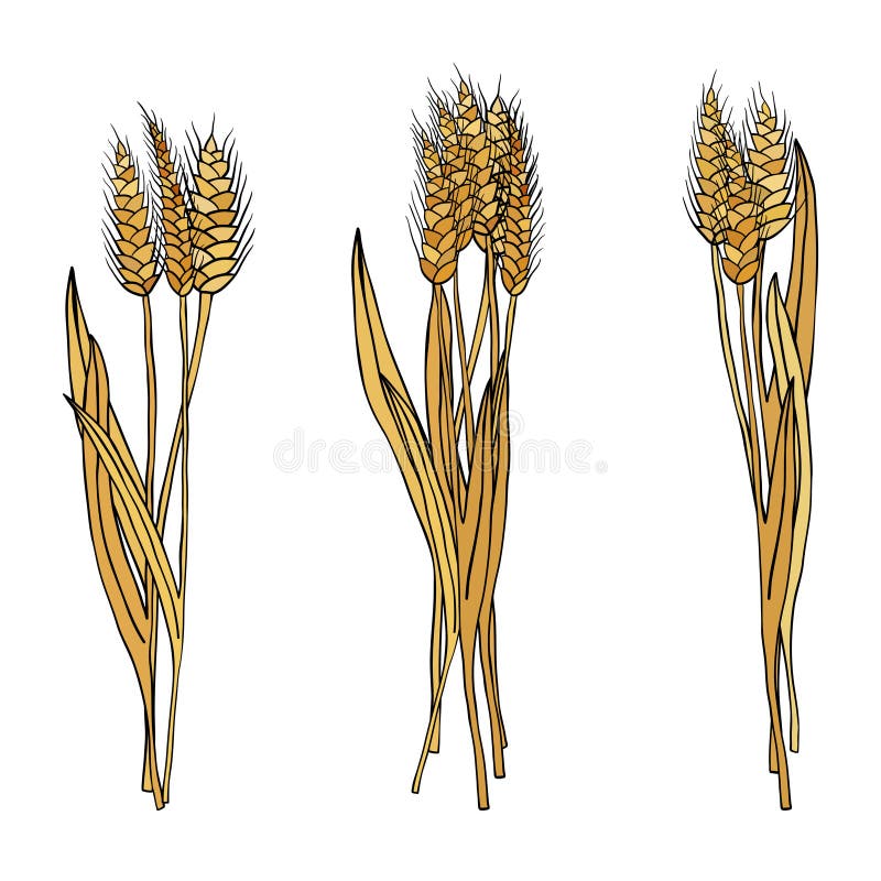 Set of Cartoon Doodle Wheat Sheaves Stock Illustration - Illustration ...