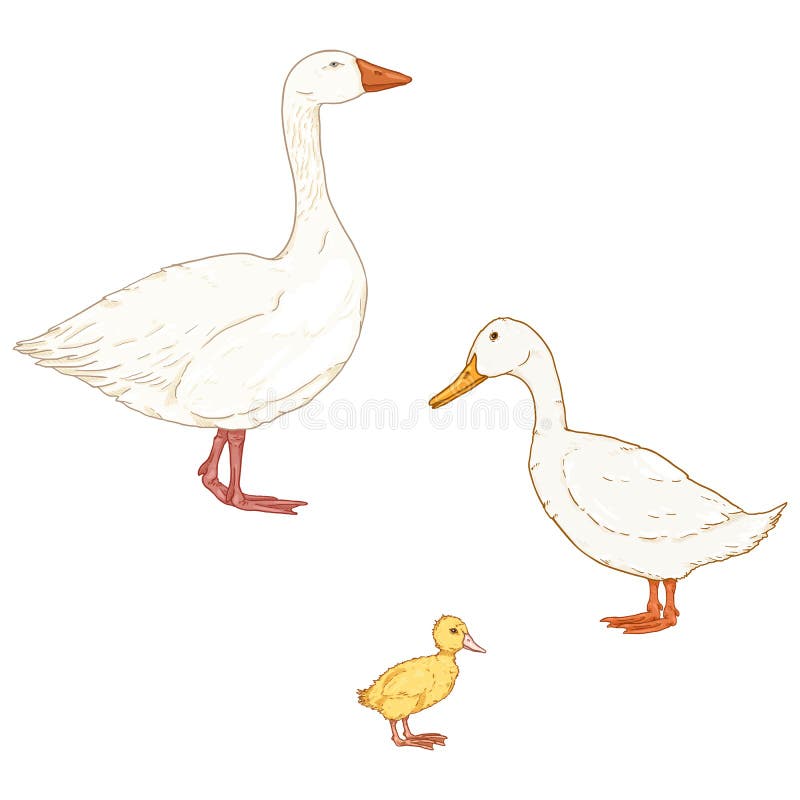 Vector Set of Cartoon Duck, Goose and Duckling Stock Vector ...