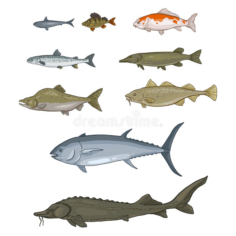 Vector Set of Cartoon Fish. Sea, River and Lake Types Stock Vector ...