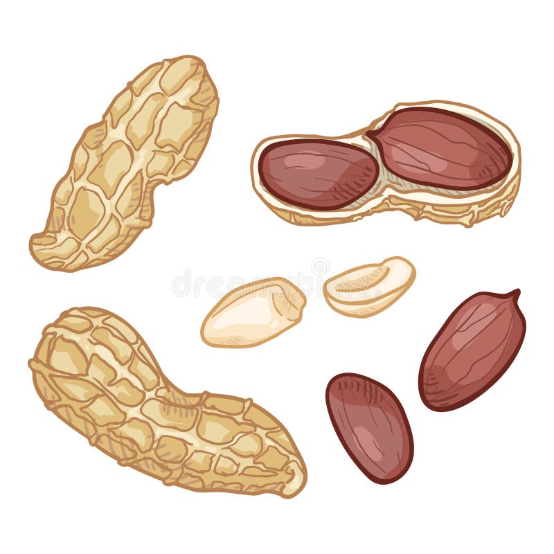 Vector Set of Cartoon Peanuts Stock Vector - Illustration of fruit ...