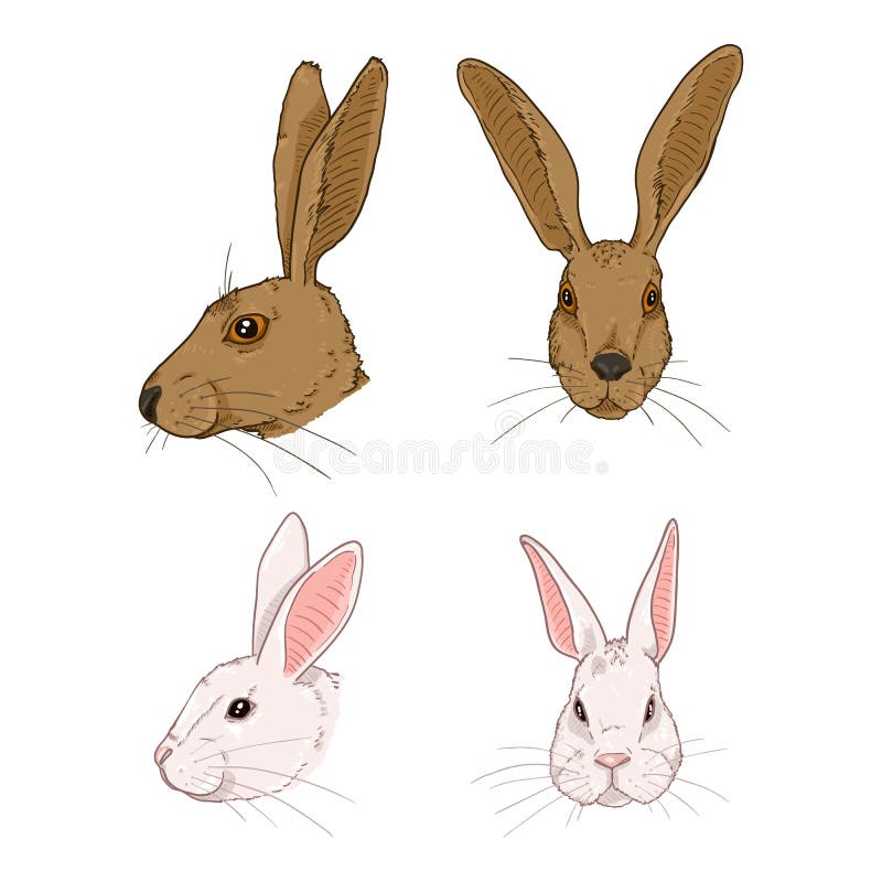 Vector Set of Cartoon Rabbits and Hares Stock Vector - Illustration of ...