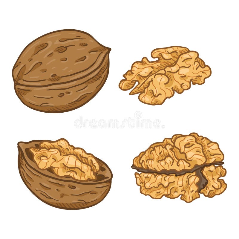 Vector Walnuts Stock Illustrations – 769 Vector Walnuts Stock ...