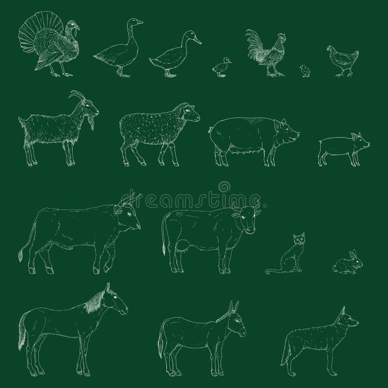 Vector Set of Chalk Sketch Farm Animals Stock Vector - Illustration of ...