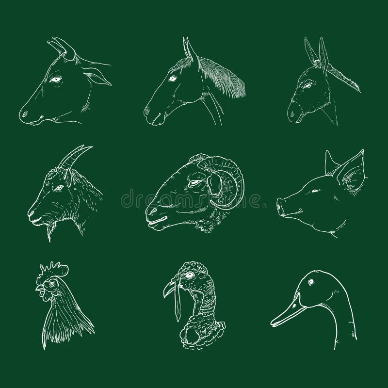 Vector Set of Chalk Sketch Farm Animals Heads Stock Vector ...