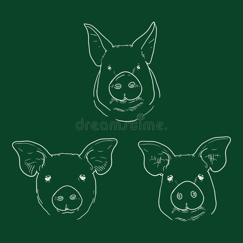 Vector Set of Chalk Sketch Pig Faces Stock Vector - Illustration of ...