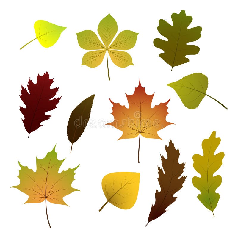 Autumn Leaves Set in Flat Style. Isolated on White Background. Vector ...