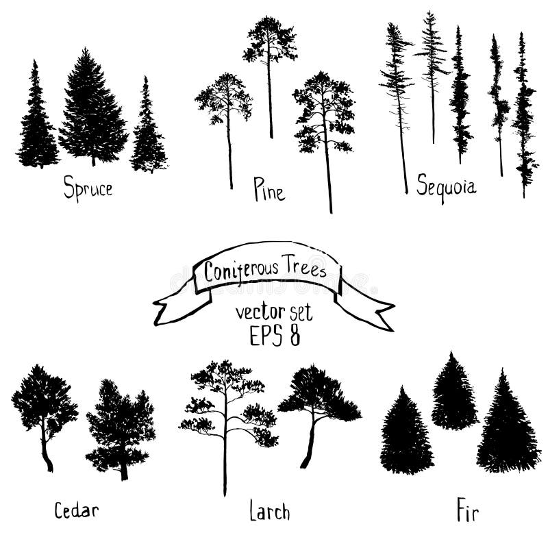 Set of conifer trees stock vector. Illustration of design - 46899724