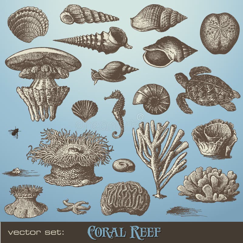 Vector set: coral reef stock vector. Illustration of natural - 15401990
