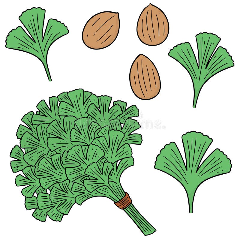 Vector set of coriander stock vector. Illustration of collection ...