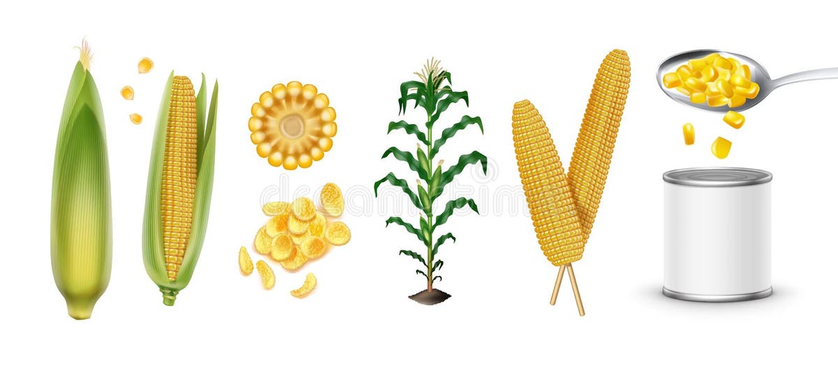 Maize Plant Stock Illustrations – 16,926 Maize Plant Stock ...