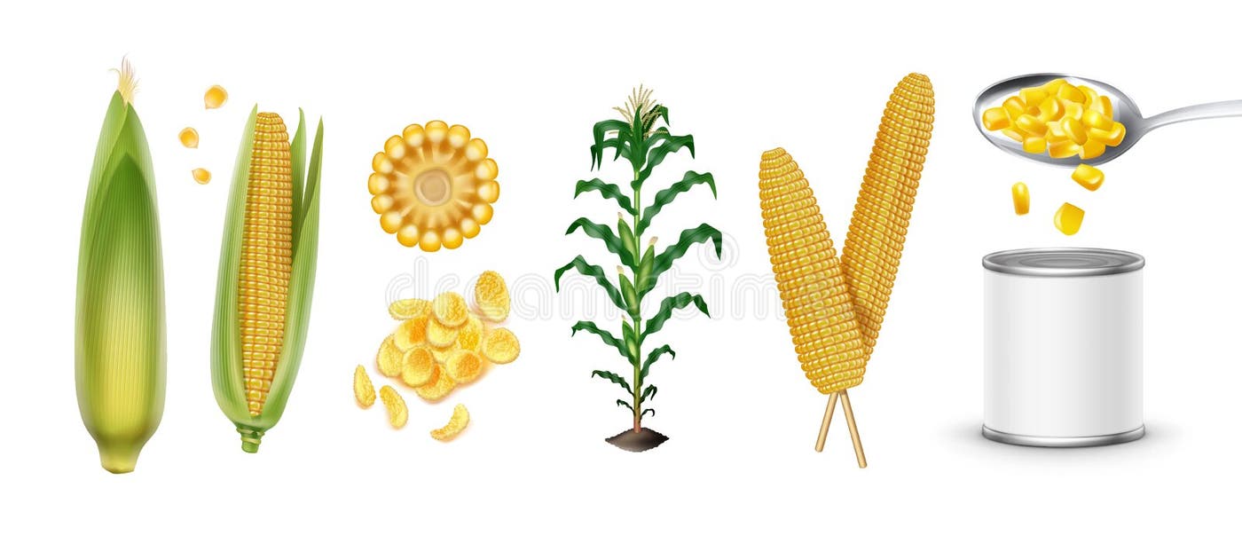 Raw Maize Stock Illustrations – 8,393 Raw Maize Stock Illustrations ...