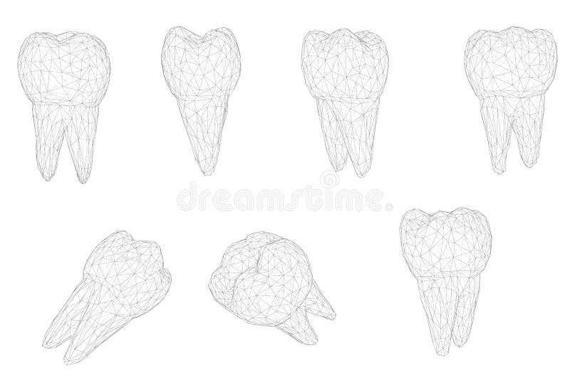 Vector Set of 3d Teeth for Dental Medicine. Isolated on White Stock ...