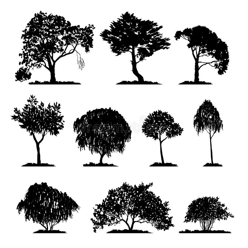 Grove of deciduous trees stock vector. Illustration of ecology - 56837620