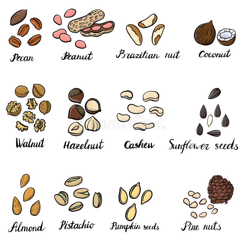 Vector set of drawing nuts stock vector. Illustration of brazil - 117627390