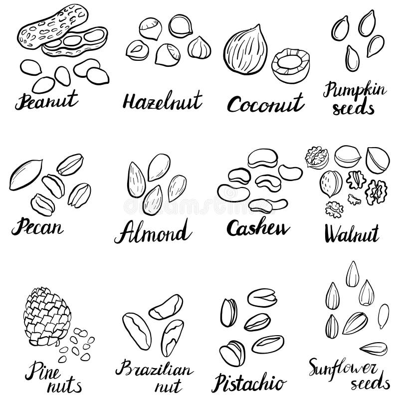 Vector set of drawing nuts stock vector. Illustration of pine - 116610394